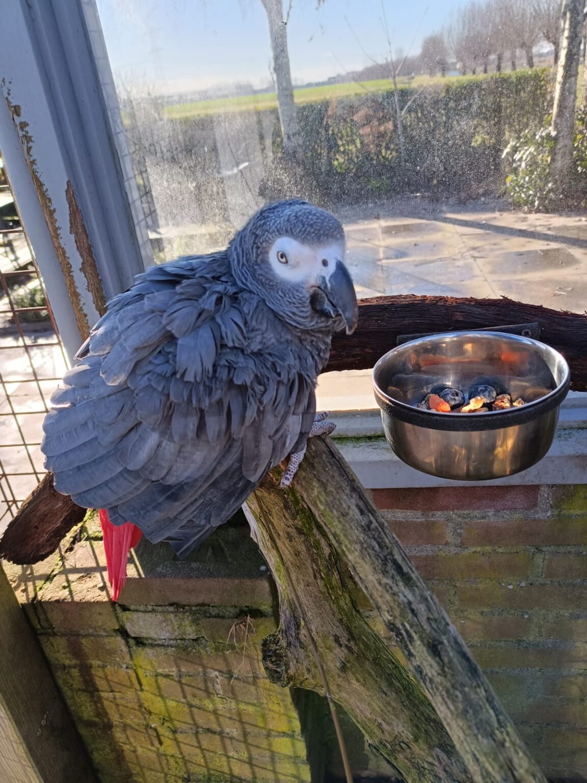 Robèrt, grijze roodstaartpapegaai (niet beschikbaar) – Stichting ...